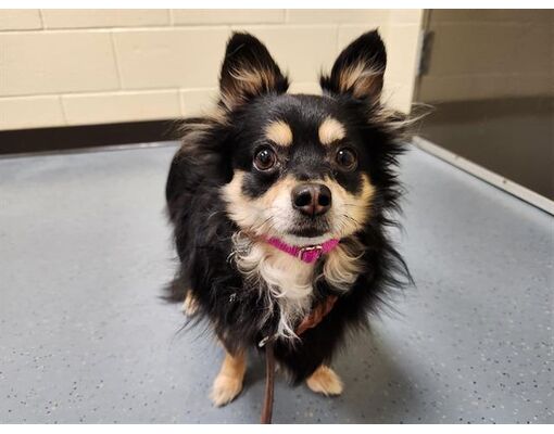 Denver, CO - Chihuahua. Meet RAVEN a Pet for Adoption - AdoptaPet.com