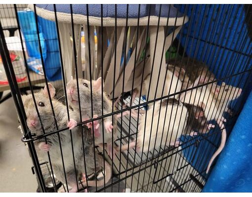 Las Vegas, NV - Rat. Meet *ROBUSTA a Pet for Adoption - AdoptaPet.com