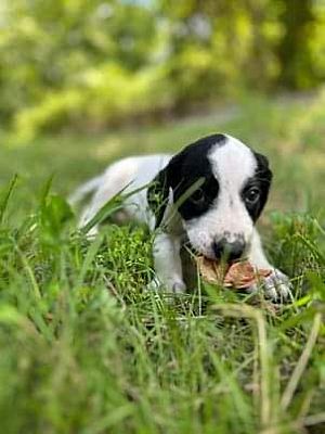 Upper Saddle River, NJ - Springer Spaniel/German Shorthaired Pointer ...