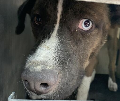 San Antonio, TX - Catahoula Leopard Dog. Meet TOTO a Pet for Adoption ...