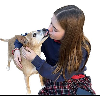 Scottsdale, AZ - Chihuahua. Meet Murray and Marley a Pet for Adoption ...