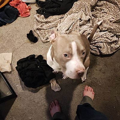 Vista, CA - Bull Terrier. Meet Apollo a Pet for Adoption - AdoptaPet.com