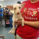 Corgi Puppies - Corgi Rescue and Adoption Near You