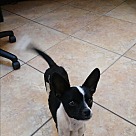 Boston Terrier Puppies - Boston Terrier Rescue and Adoption