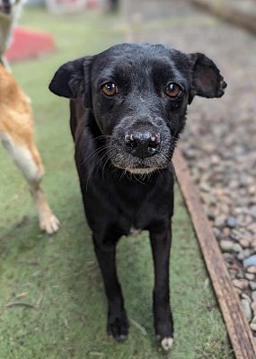 San Diego, CA - Labrador Retriever/Maltese. Meet Negrita a Pet for ...