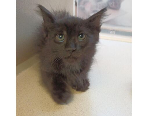 Reno, NV - Domestic Mediumhair. Meet Gravity a Pet for Adoption ...