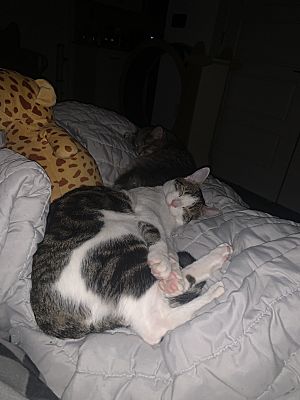 Charlotte, NC - Maine Coon. Meet Monkey and Bear a Pet for Adoption ...