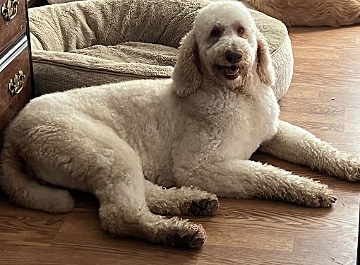 Sacramento, CA - Poodle (Standard)/Labrador Retriever. Meet Molly a Pet ...