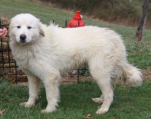 Orland Park, IL - Great Pyrenees. Meet ZELDA a Pet for Adoption ...