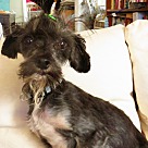 Maltere Puppies - Maltese Rescue and Adoption Near You