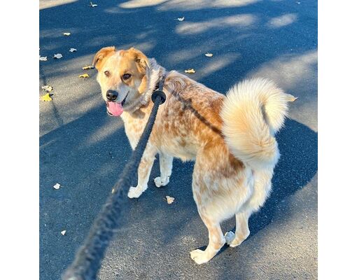 Sacramento, CA - Great Pyrenees/Australian Cattle Dog. Meet AXLE BAMES ...