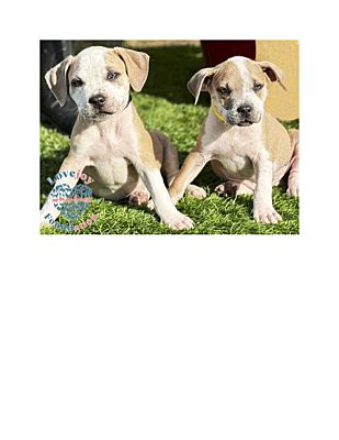 Inglewood, CA - Pit Bull Terrier. Meet COH Loki Blu Litter a Pet for ...