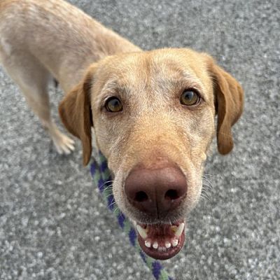 San Antonio, TX - Labrador Retriever. Meet Maizy a Pet for Adoption ...