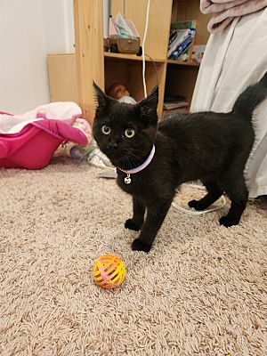 Gig Harbor, WA - Domestic Mediumhair. Meet Clover a Pet for Adoption ...