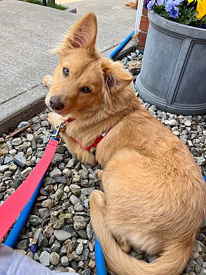 Harrison, NY - Golden Retriever. Meet Simon a Pet for Adoption ...