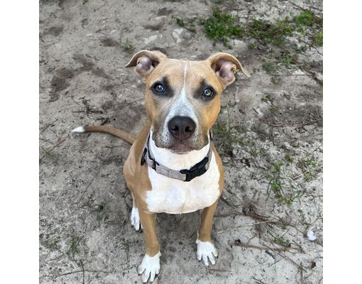 North Myrtle Beach, SC - Boxer/Labrador Retriever. Meet Yama a Pet for ...