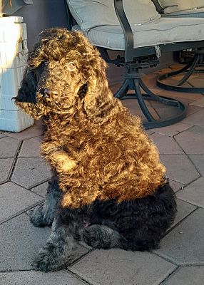 Los Angeles, CA - Standard Poodle. Meet Harley a Pet for Adoption ...