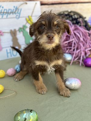 Runnemede, NJ - Miniature Poodle/Miniature Pinscher. Meet Buttercup a ...