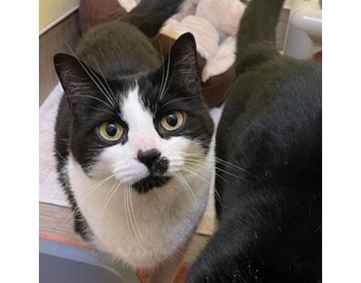 Bedford, NH - Domestic Shorthair. Meet Mittens a Pet for Adoption ...