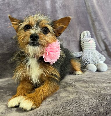 Lodi, CA - Australian Terrier/Yorkie, Yorkshire Terrier. Meet Lulu a ...
