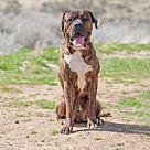 Mastiff Puppies - English Mastiff Puppies and Rescue