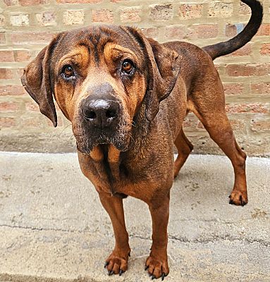 Chicago, IL - Hound (Unknown Type)/Rottweiler. Meet Lewis a Pet for ...