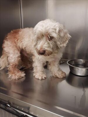 Austin, TX - Poodle (Miniature). Meet A871946 a Pet for Adoption ...