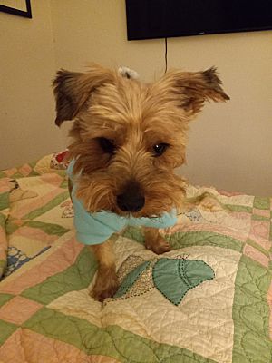 Tishomingo, OK - Yorkie, Yorkshire Terrier. Meet Bacchus a Pet for ...