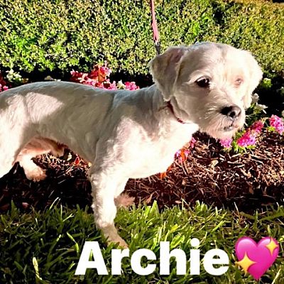 Phoenix, MD - Poodle (Miniature). Meet Archie - FOSTER NEEDED a Pet for ...