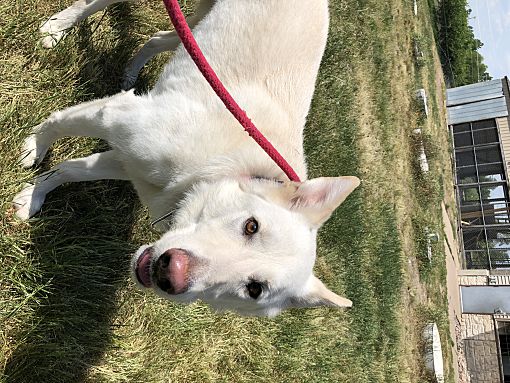 Chippewa Falls, WI - German Shepherd Dog. Meet Mando a Pet for Adoption ...