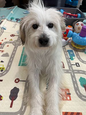 Toronto, ON - Poodle (Miniature)/Lhasa Apso. Meet Scooby a Pet for ...