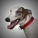 Greyhound Puppies - Greyhound Rescue and Adoption Near You