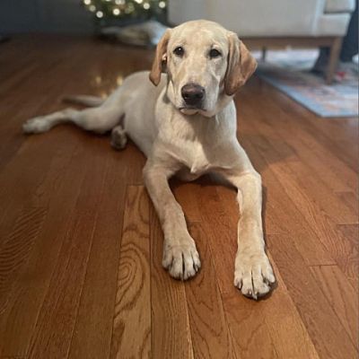 Normal, IL - Labrador Retriever. Meet Snickers - Chance a Pet for ...