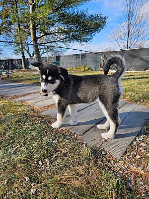 Cambridge, ON - Husky. Meet Nessa a Pet for Adoption - AdoptaPet.com