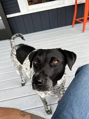 Portland, OR - German Shorthaired Pointer/Catahoula Leopard Dog. Meet ...
