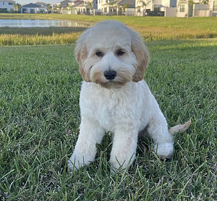 Lake Worth, FL - Cockapoo. Meet Mia a Pet for Adoption - AdoptaPet.com