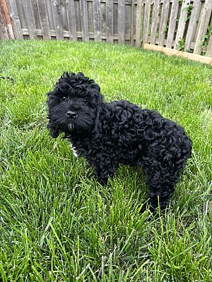 Hainesville, IL - Cockapoo. Meet ADOPTION PENDING Simon a Pet for ...