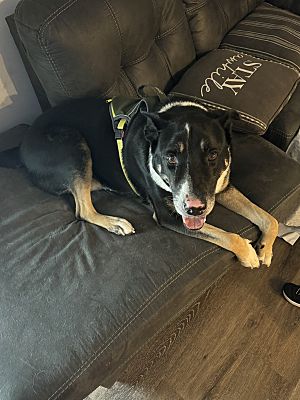 Atlanta, GA - Border Collie/German Shepherd Dog. Meet Kajun a Pet for ...