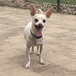 Happy Faces Pet Ranch in Houston, TX - AdoptaPet.com