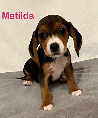 Taylor, MI - Beagle. Meet Matilda a Pet for Adoption - AdoptaPet.com