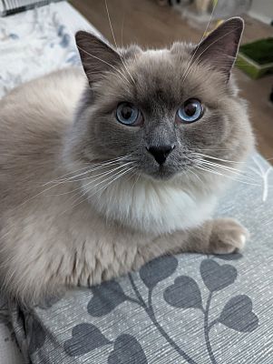 Seattle, WA - Ragdoll. Meet Yuki a Pet for Adoption - AdoptaPet.com