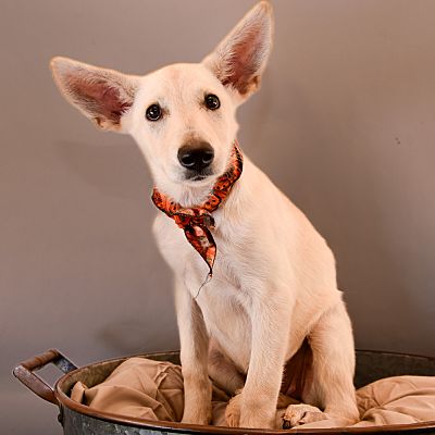 Sheridan, CO - German Shepherd Dog/Husky. Meet Harper a Pet for ...