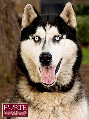 Marina del Rey, CA - Siberian Husky. Meet Maverick a Pet for Adoption ...