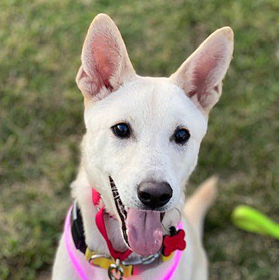 Los Angeles, CA - Jindo/Spitz (Unknown Type, Medium). Meet Tyrone IN LA ...