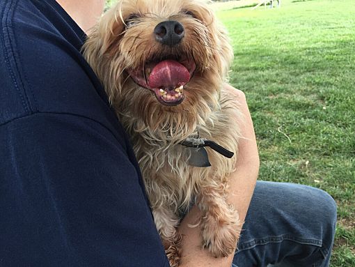 Pueblo, CO - Yorkie, Yorkshire Terrier. Meet Tucker a Pet for Adoption ...