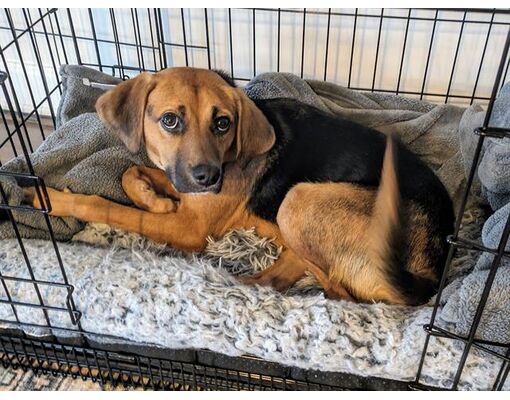 Charlotte, NC - Beagle. Meet DAISY a Pet for Adoption - AdoptaPet.com