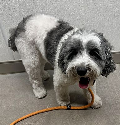 Tucson, AZ - Poodle (Miniature). Meet MARLIE a Pet for Adoption ...