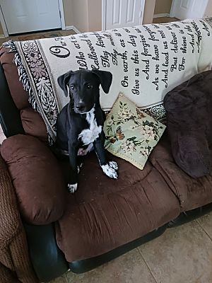 Pensacola, FL - Labradoodle. Meet Oreo a Pet for Adoption - AdoptaPet.com