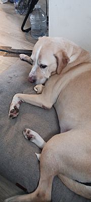 Richmond, VA - Labrador Retriever/American Pit Bull Terrier. Meet Roman ...