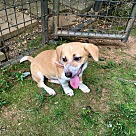 Corgi Puppies - Corgi Rescue and Adoption Near You